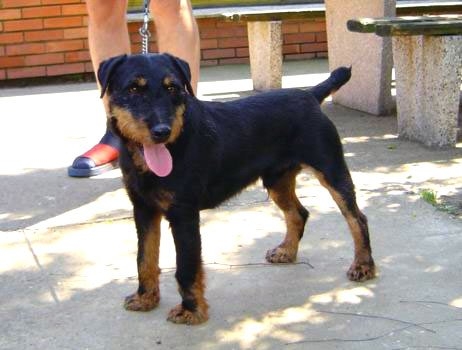 alman av terrieri #5434 - uludağ sözlük galeri